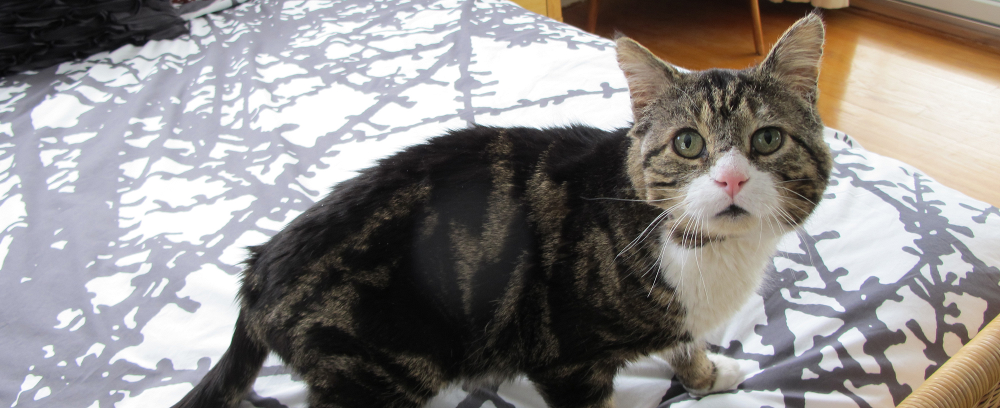 Adoption Application - CNY Cat Coalition